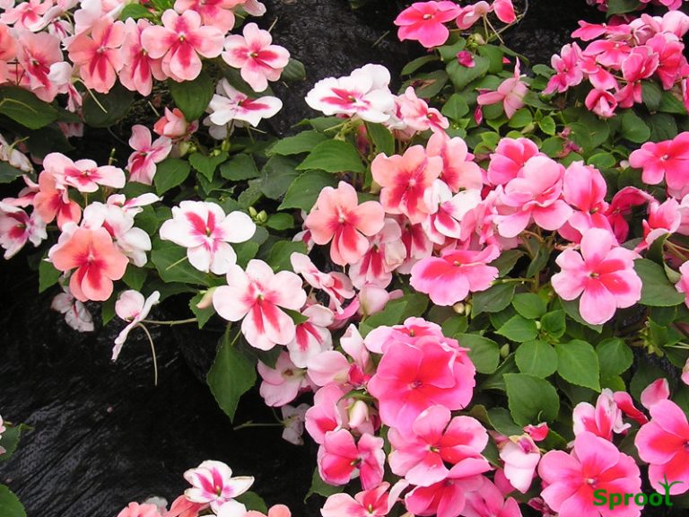 Bizzy Lizzie Impatiens - Sproot