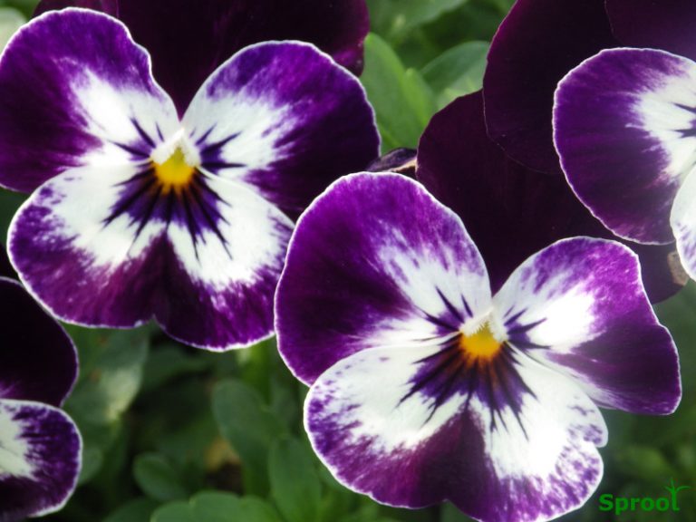 Autumn & Winter Violas - Sproot