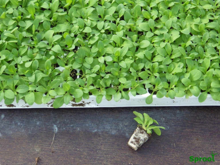 Protect your seedlings use plug trays - Sproot