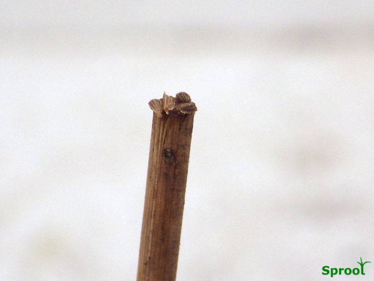 Seed sowing with a damp stick - Sproot